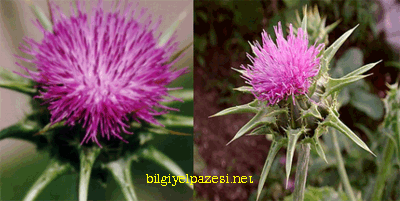 DEVEDİKENİ, ÖZELLİKLERİ, YARARLARI (ÖNLEDİĞİ HASTALIKLAR ...